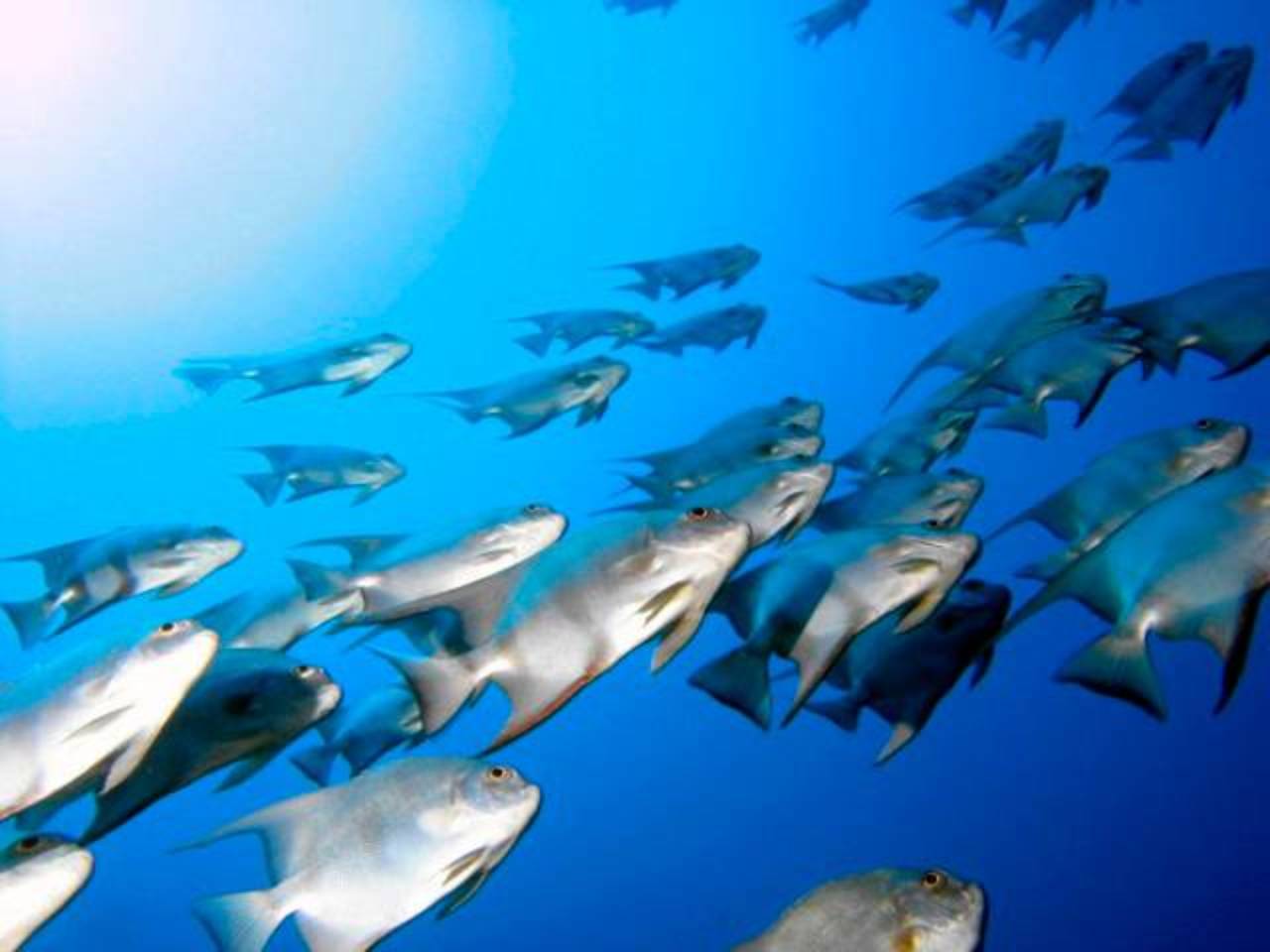 United Nations: Oceans' fish could disappear in 40 years | SENATUS